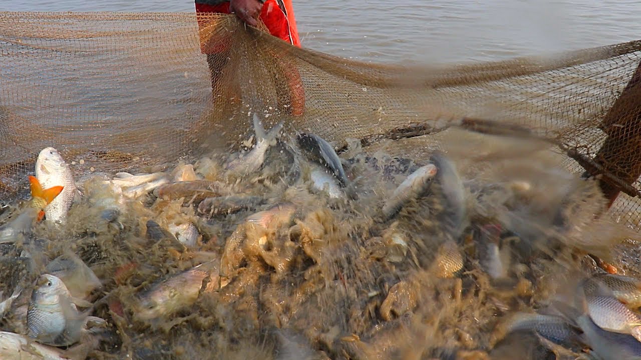 Best Net Fishing Video || Catch Lots Of Big Fish Using Dragnet | Net ...