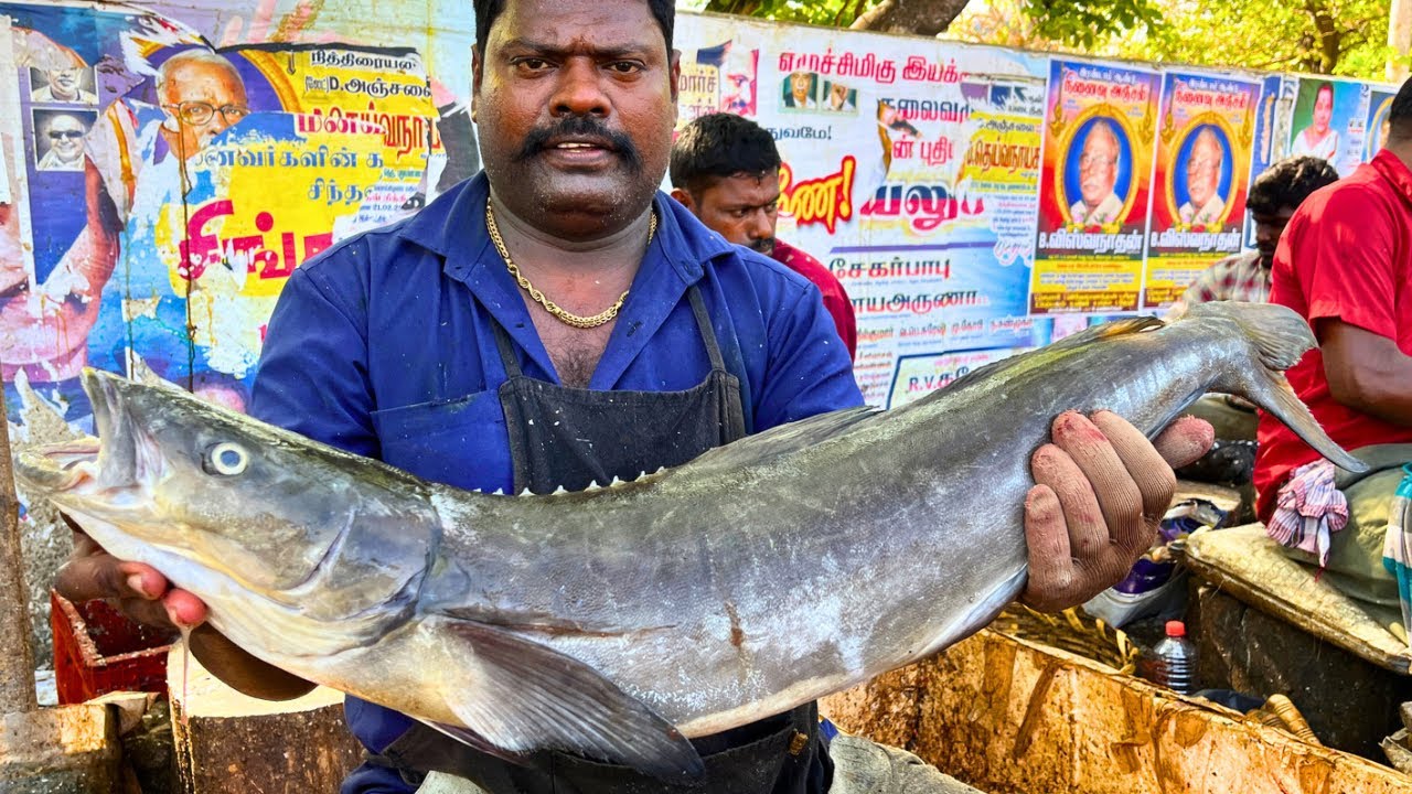 KASIMEDU SPEED SELVAM COBIA KADAVARA FISH CUTTING VIDEO CUTTING FOCUS ...