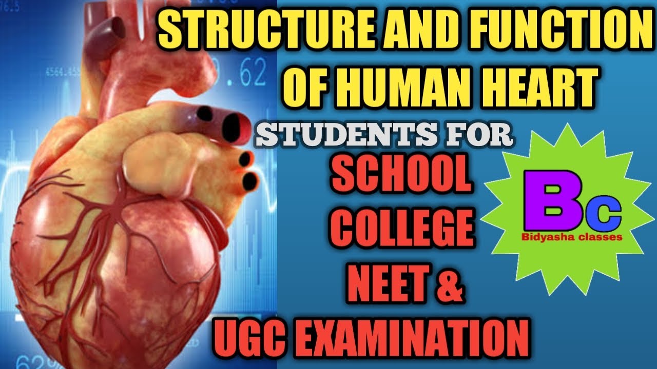 Structure and function of Human Heart, Position of Heart, Function of ...