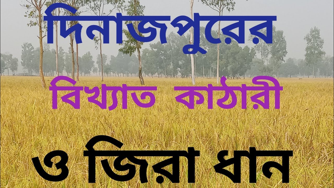দিনাজপুরের কাঠারী ও জিরা ধানের গাছ দেখতে কেমন। Dinajpur famous paddy ...