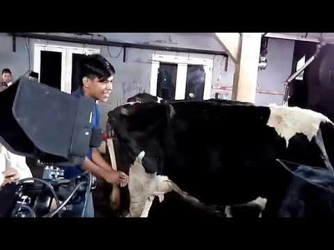 Azkar Gemetaran Pegang Puting Sapi Saat Syuting Kun Anta