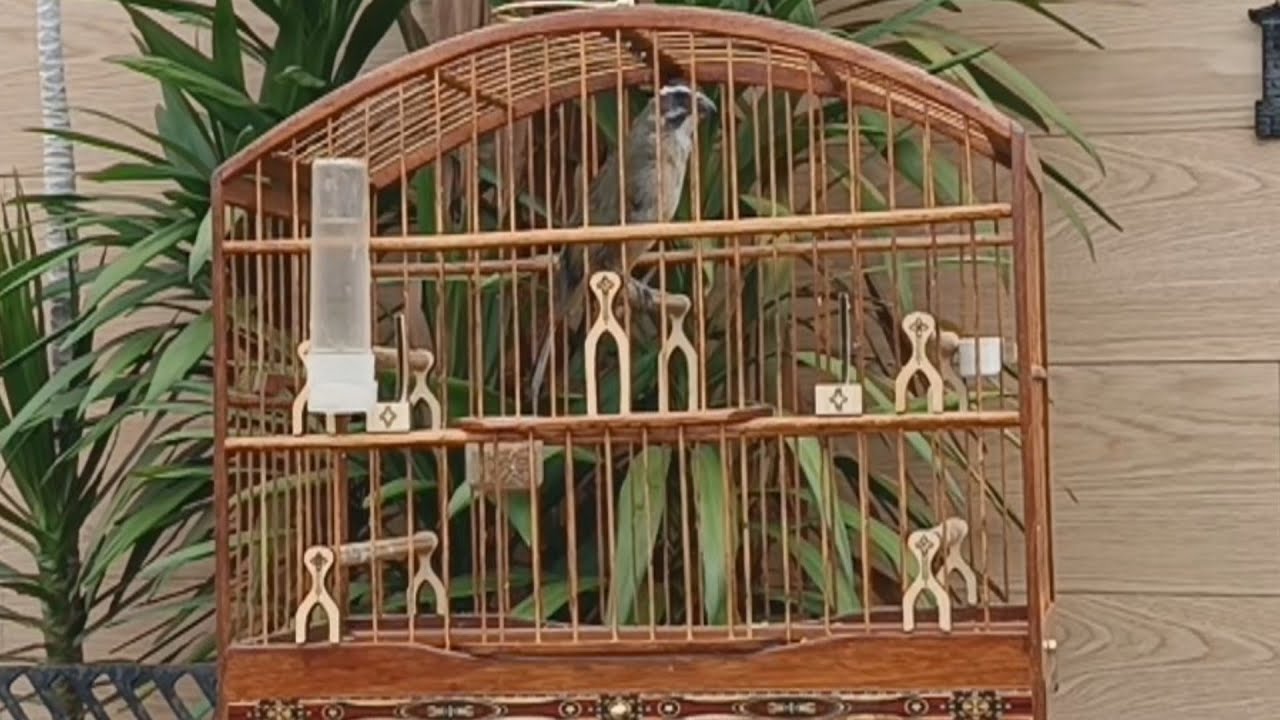 PÁSSARO TRINCA-FERRO ESQUENTANDO O BICO - S.J.Leandro #ave #bird - YouTube