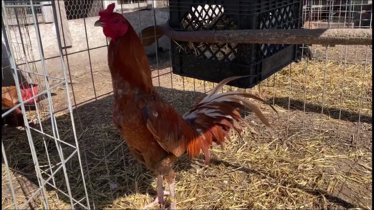 Cuban Rooster at King Rooster, គុយបាពូជមាន់ថ្មី - YouTube