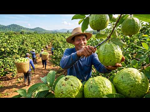 Guava Farming: How Millions of Guavas Are Grown, Harvested, and Processed