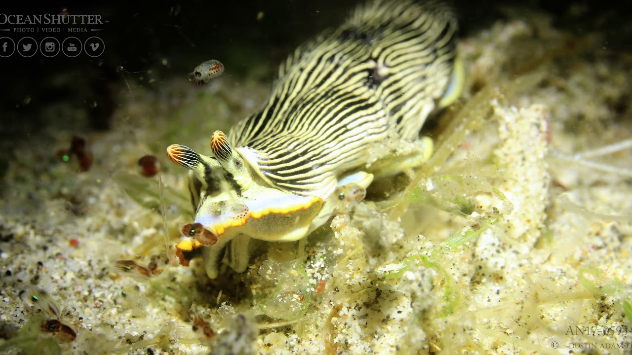 Slug with Squid - YouTube