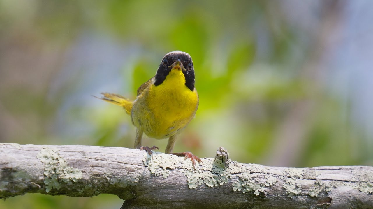 Energetic Common Yellowthroat Calling and Female Preening - YouTube