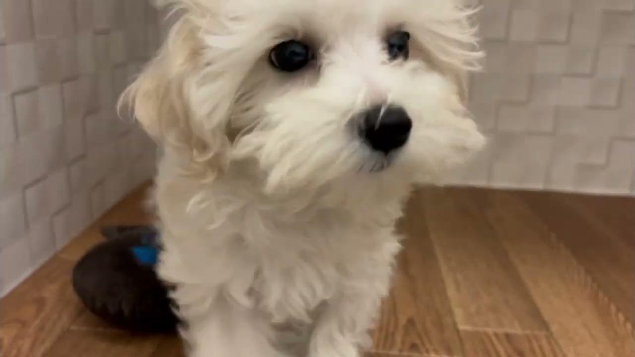 ペットショップCOO＆RIKU新発田 00693456 MIX - YouTube