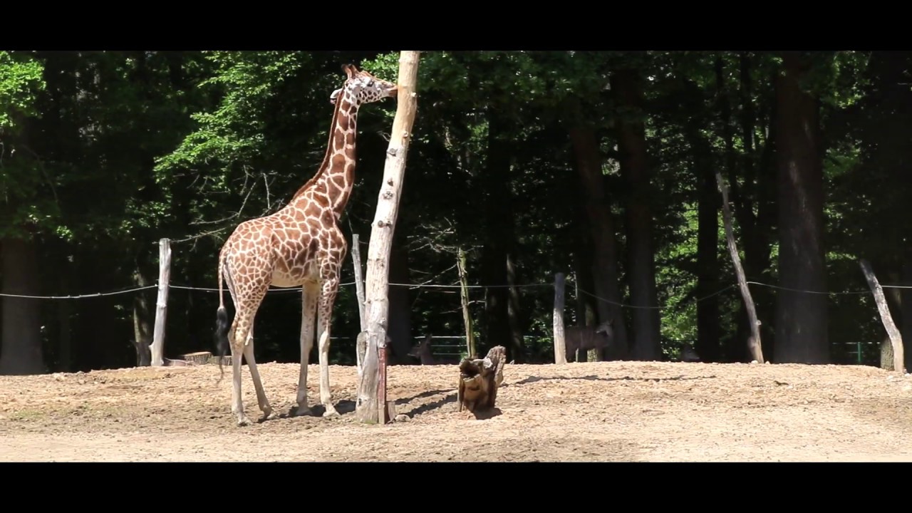 #7 Zoo Zlin / Nowy Jiczyn - Czechy - YouTube