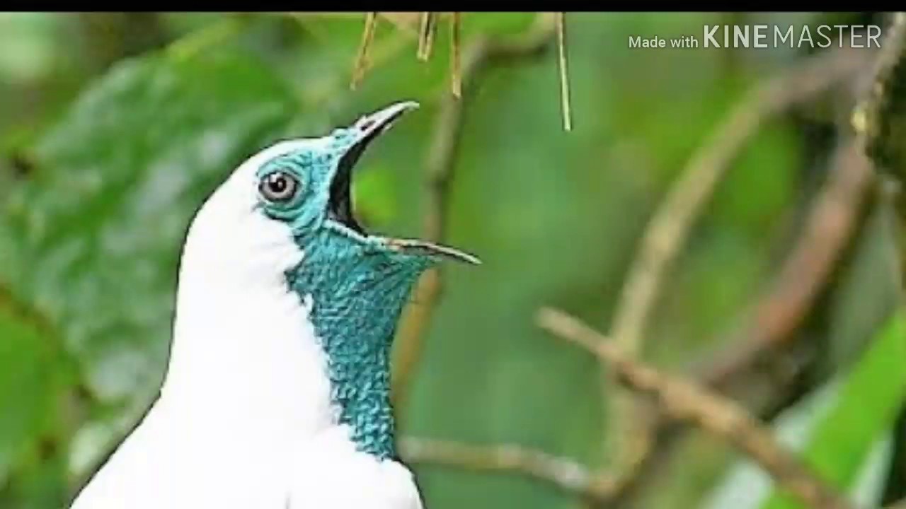 Canto da Araponga ou pássaro Ferreiro - YouTube