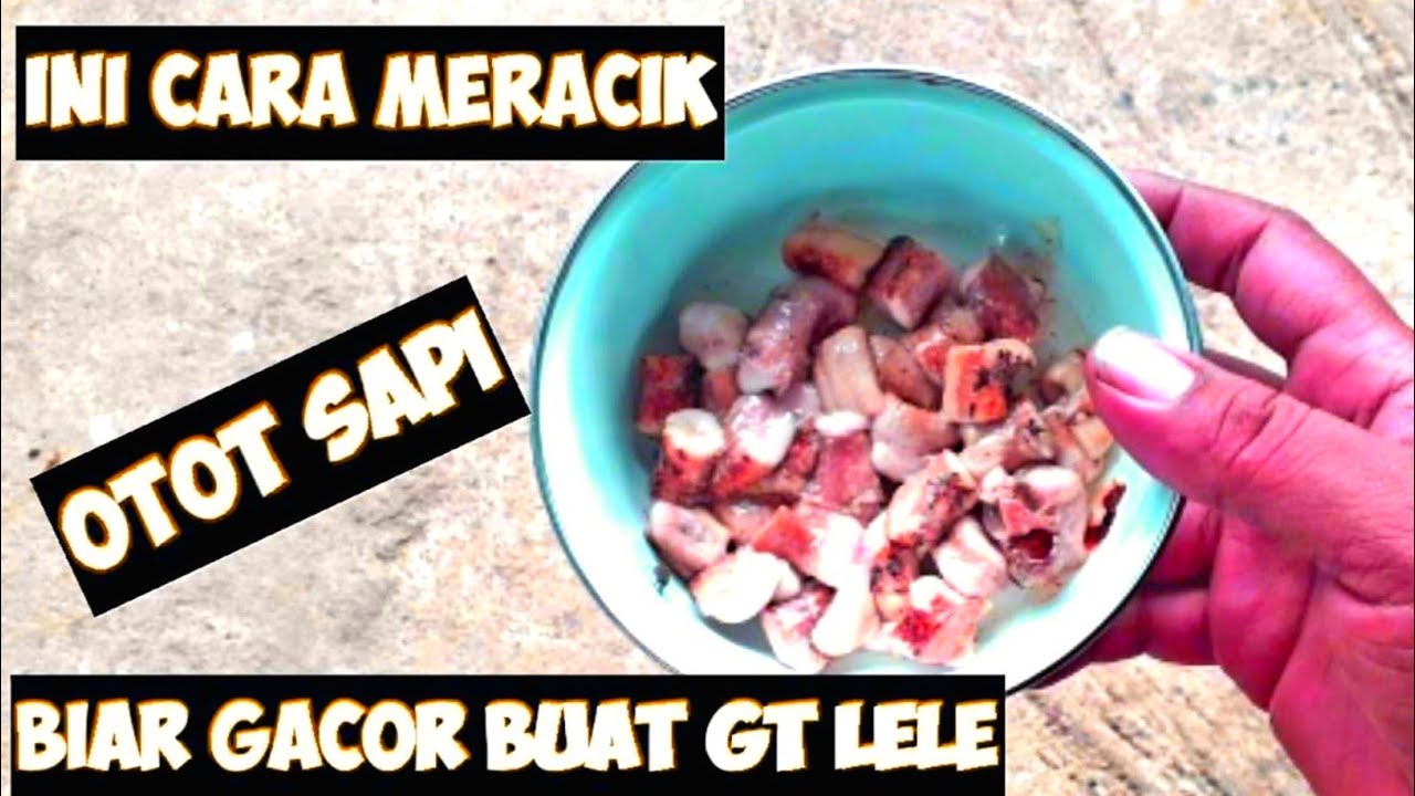 umpan jitu lele| otot sapi bakar - YouTube