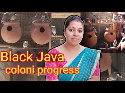 কালো জাভার কলোনি পোগেস // coloni progress of black Java birds# - YouTube