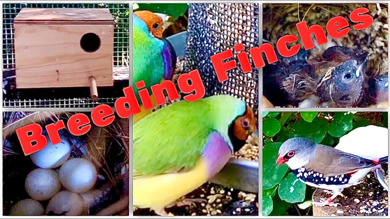 Outdoor Finch Breeding | Gouldian Finches & Nest Boxes - YouTube