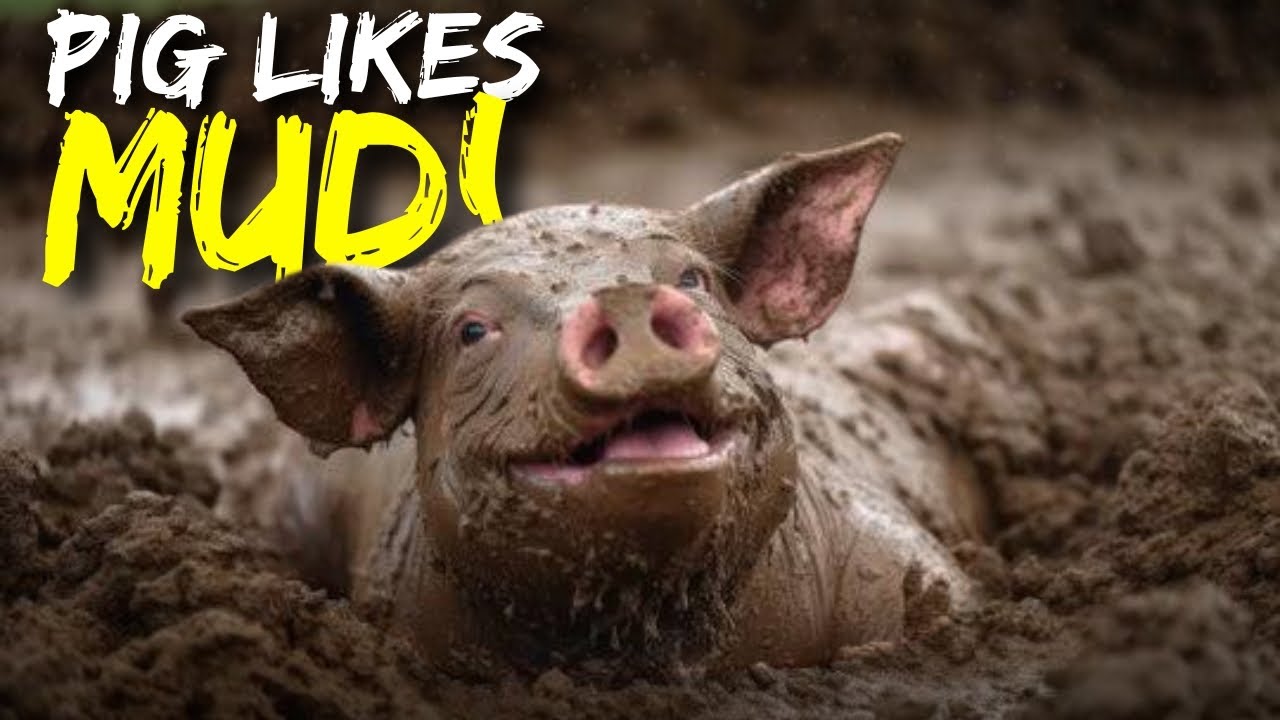 Why Do Pigs Roll Around in the Mud? - YouTube