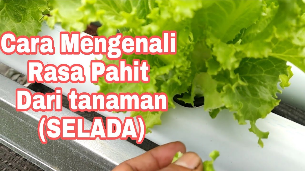 cara mengetahui tanaman hidroponik selada terasa pahit - YouTube