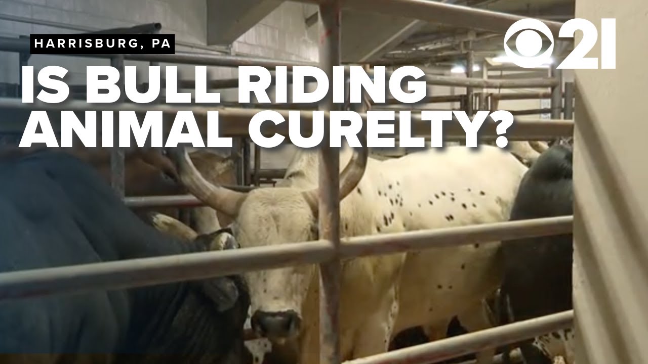 Bullride Mania met with controversy by PETA, activists - YouTube