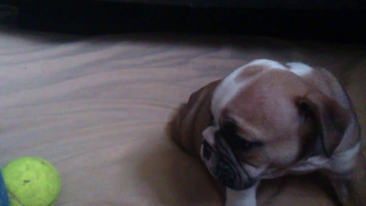 bulldog ingles bebe :3 - YouTube