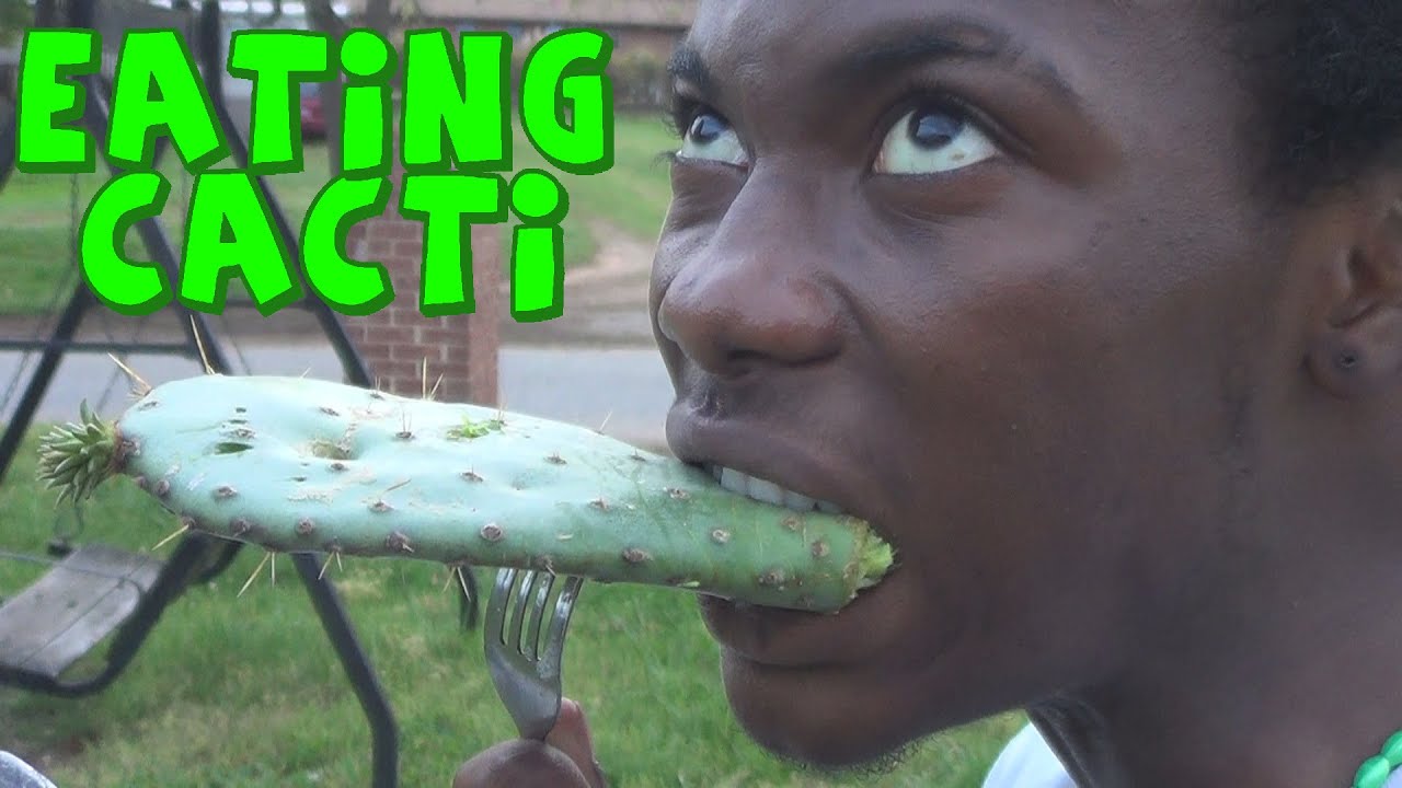 Eating Cacti - YouTube