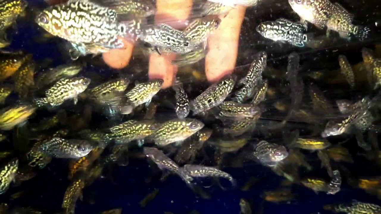 Fry f2 kamfa - YouTube