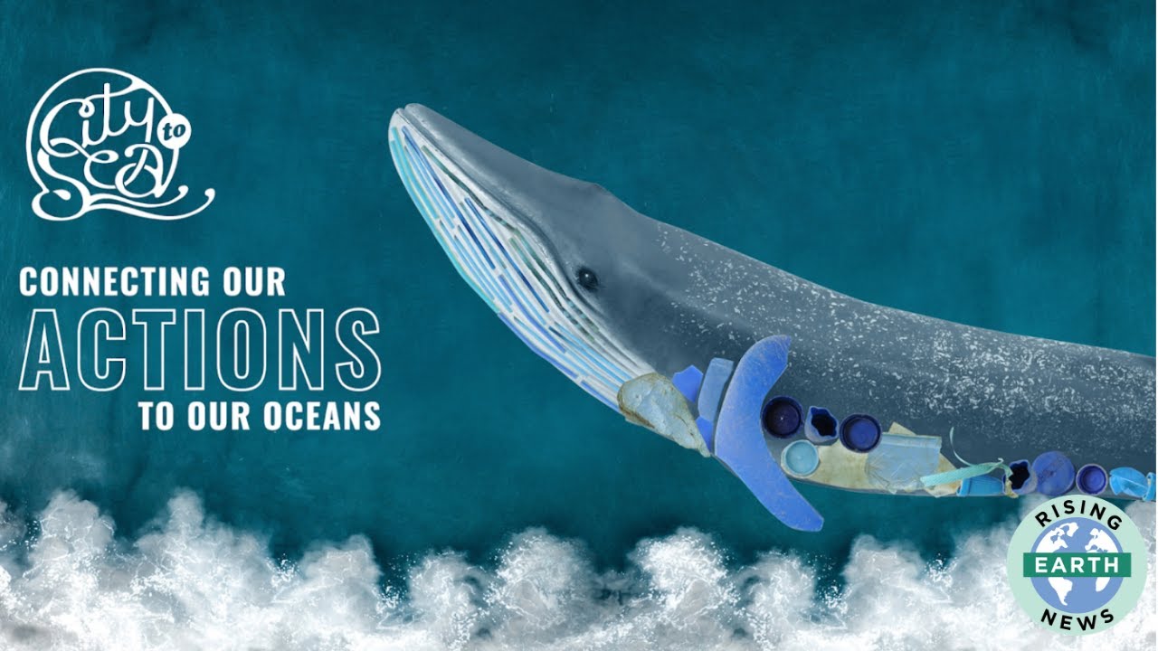 HOW CAN WE SAVE OUR OCEANS? - YouTube