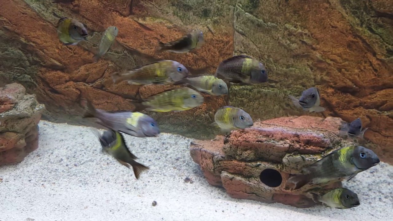 Wild Tropheus sp. Lunatus maswa. - YouTube