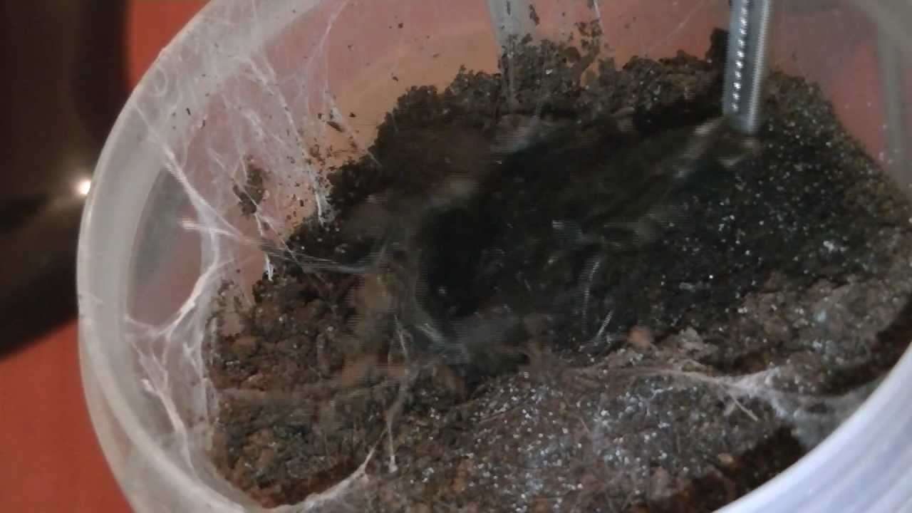 A Northern Tree Dwelling Funnel Web taking a cricket (Hadronyche ...