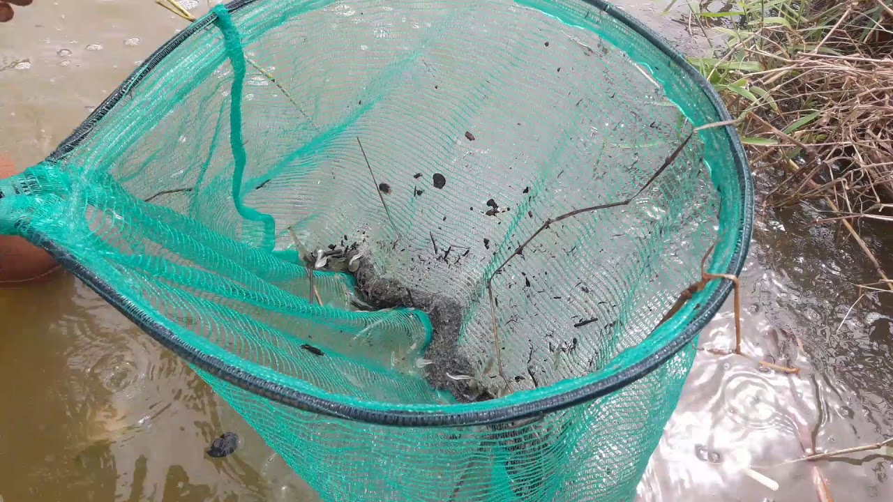 Pesca de peneira .muito camarao - YouTube