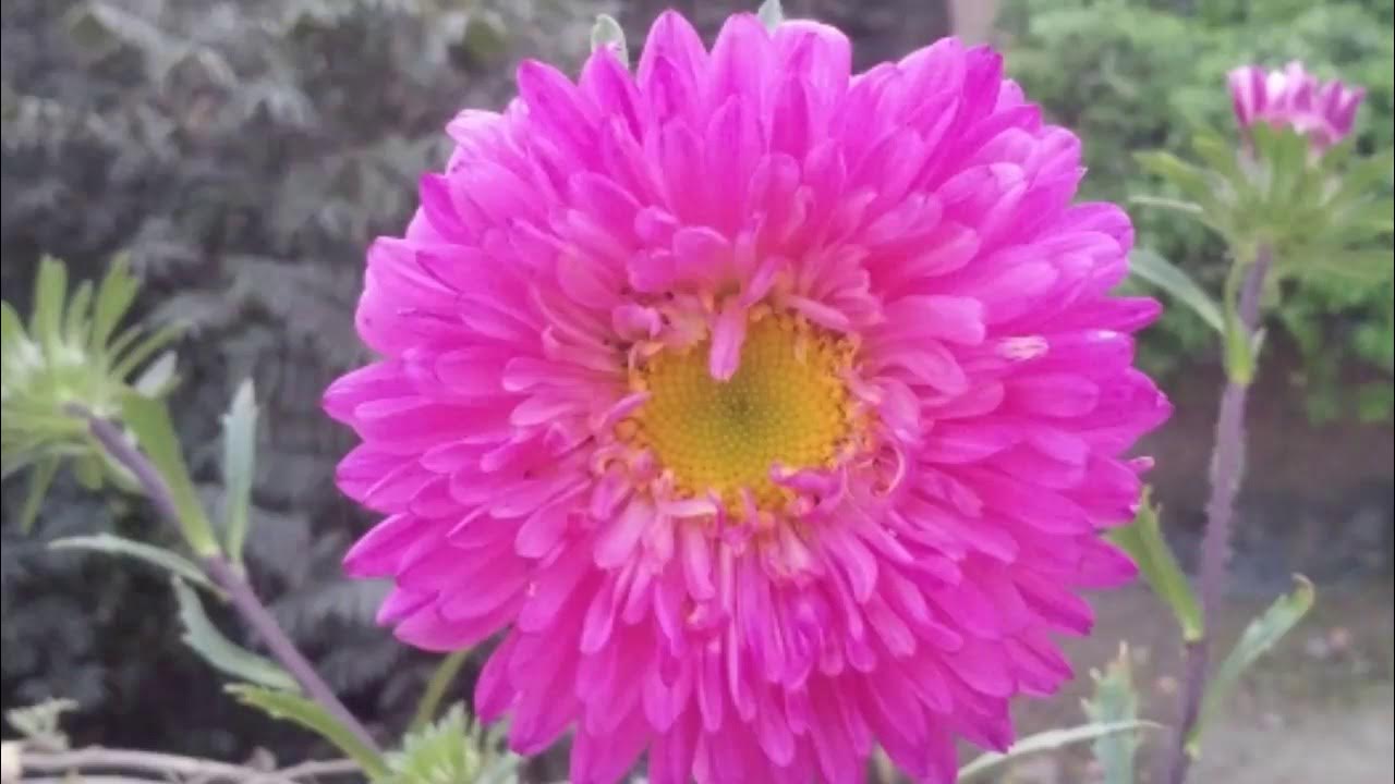 Flowers Name In Marathi Flowersnameinenglishandmarathi YouTube flowers-name-in-marathi-flowersnameinenglishandmarathi-youtube