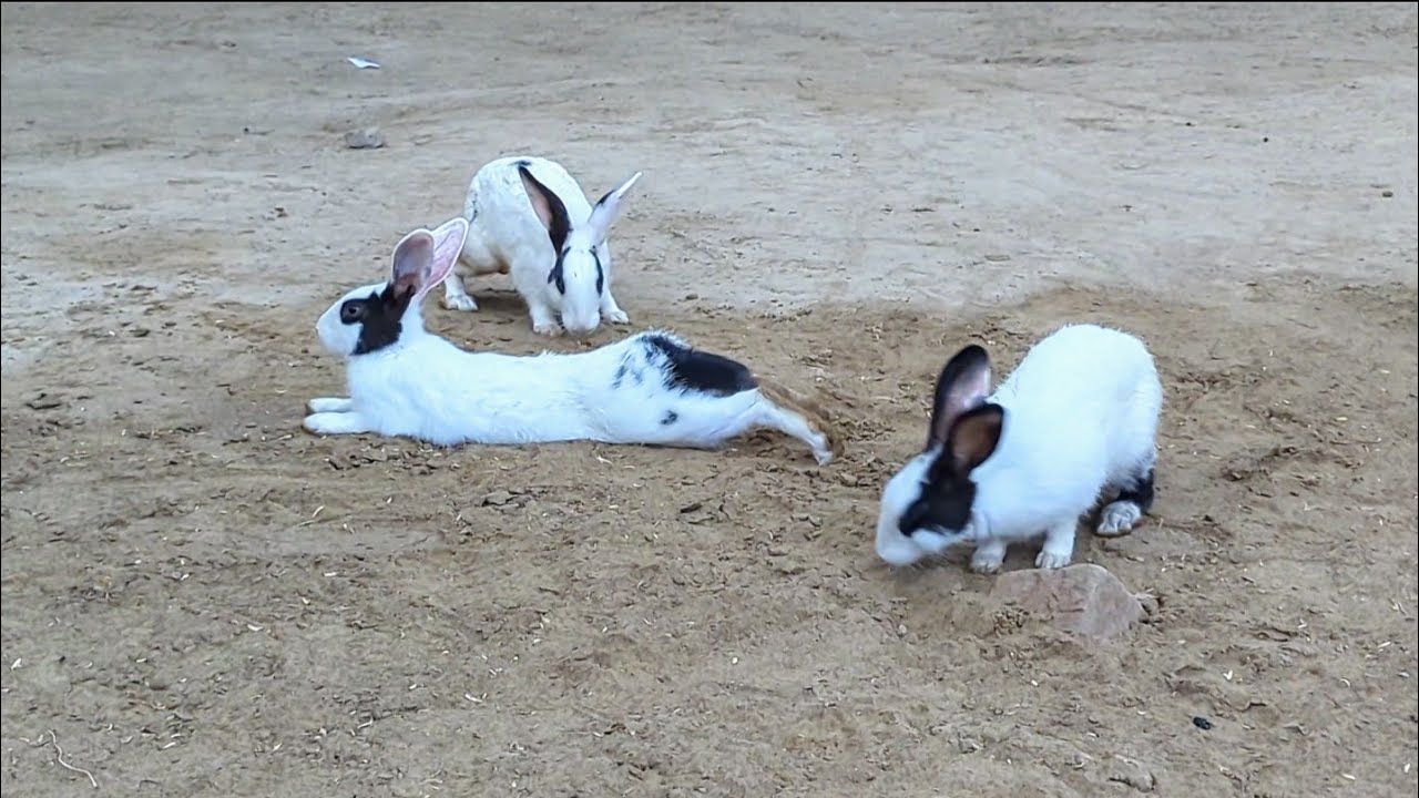 Rabbits Playing | Beautiful Rabbits enjoying | Rabbit lover unit | New ...