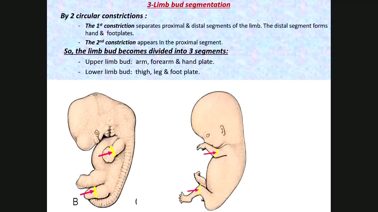 Development Of Limbs Lower Limb 32 YouTube development-of-limbs-lower-limb-32-youtube