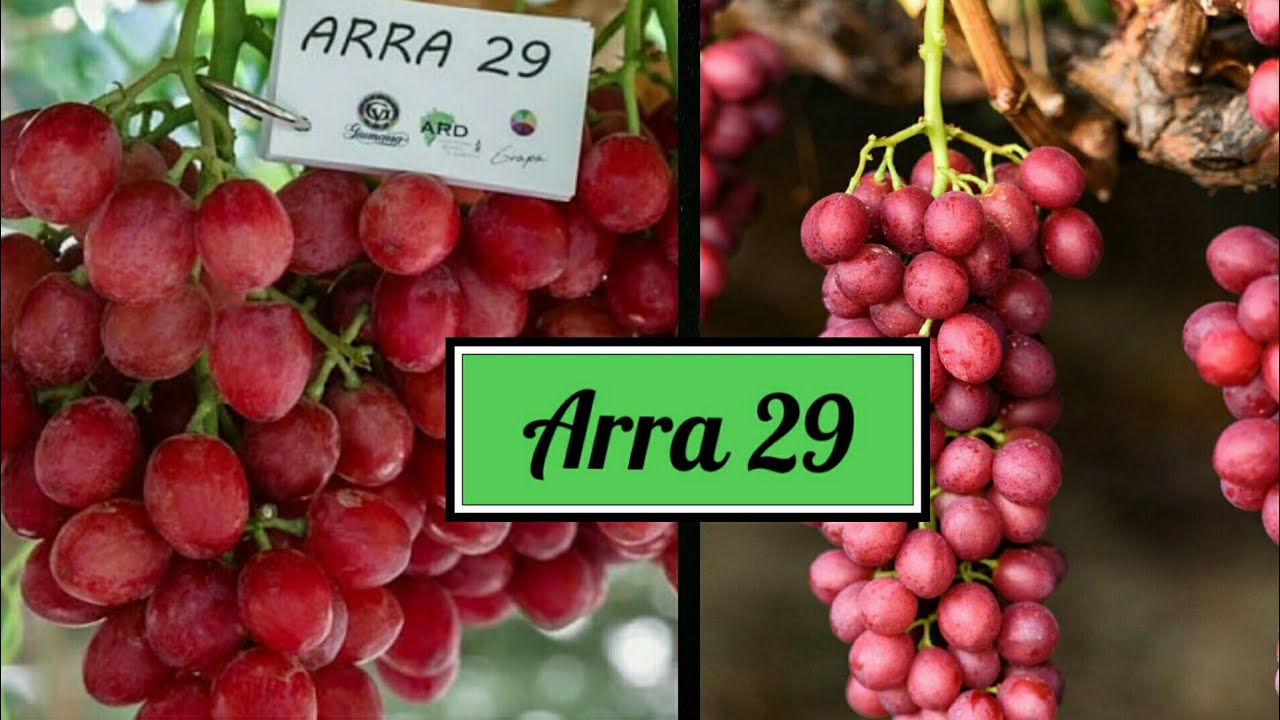 Arra 29 at Peru 🇵🇪 | Arra 29 Grapes | anggur arra 29 | Anggur - YouTube