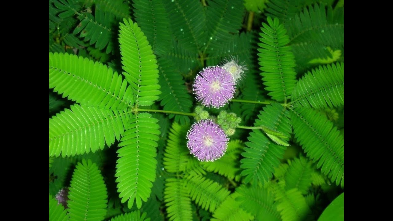 Manfaat Bunga Putri malu untuk membersihkan paru -paru - YouTube