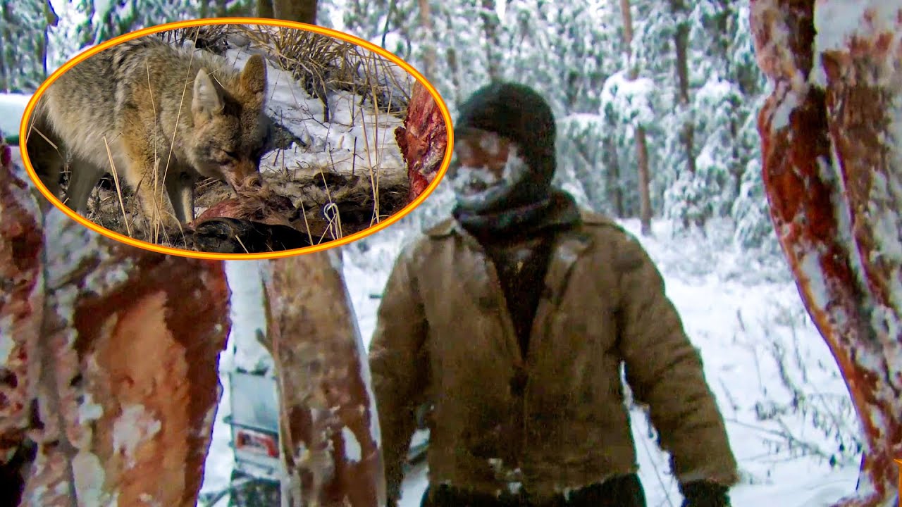 Wolf Pack Preyed On The Hunter's 11 Cattle; Cornered, The Hunter Had To ...