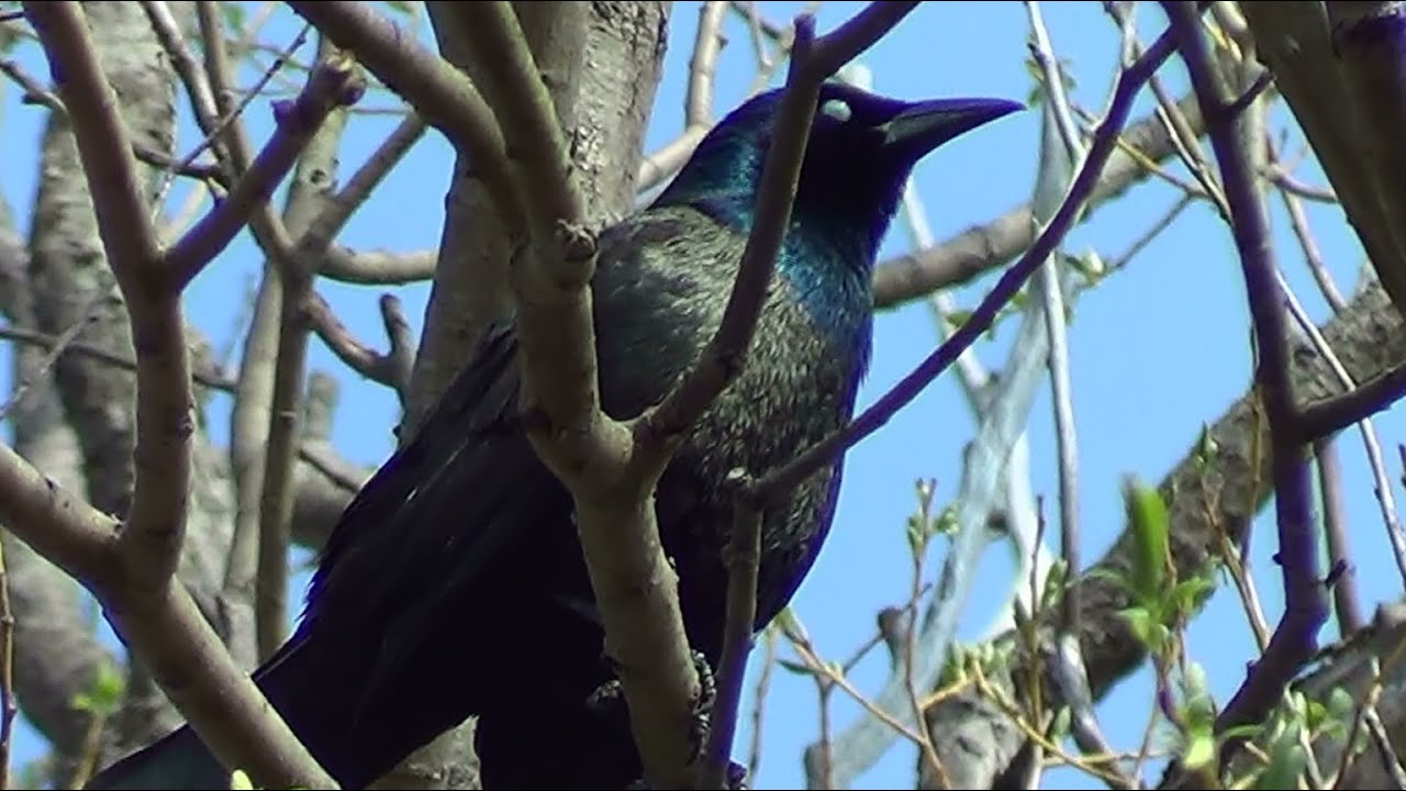 Grackle Call 6 - YouTube