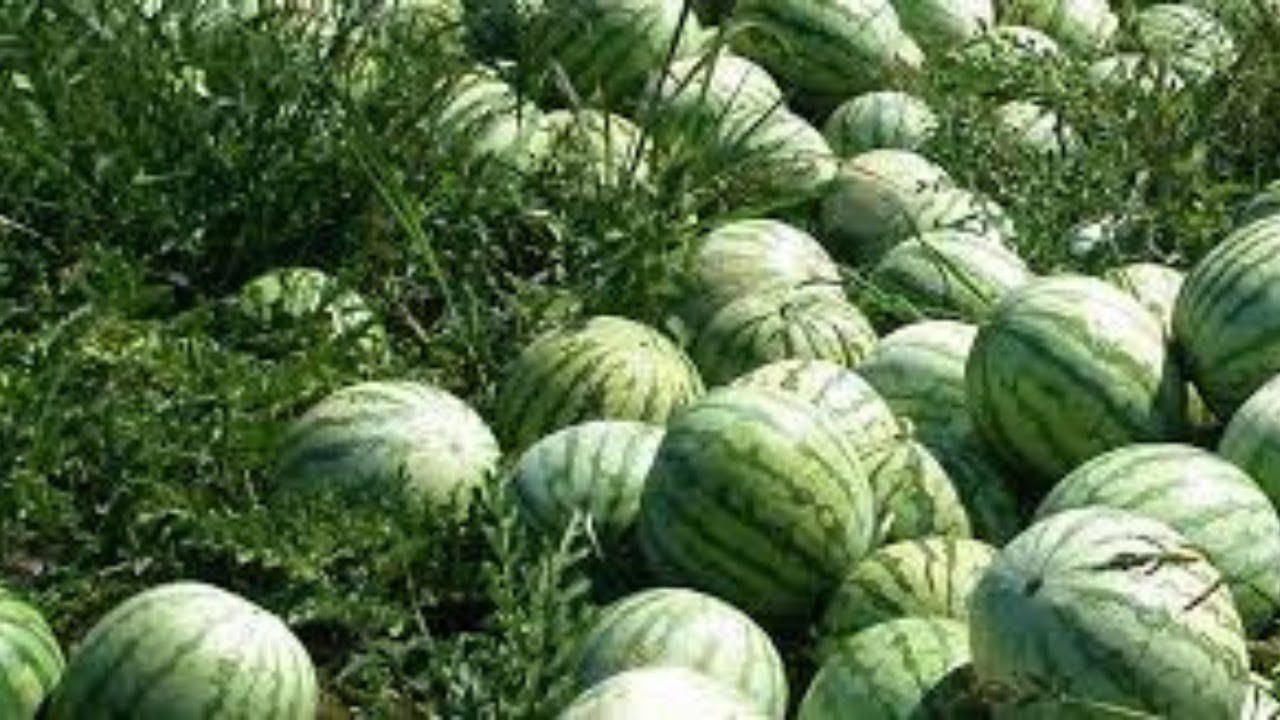 Unbelievable Tips to Help You Grow Giant and Sweet Watermelons - #1 ...