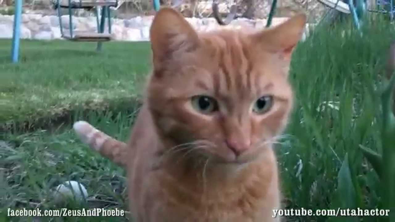 Cat Attacks Own Reflection In Camera Lens YouTube cat-attacks-own-reflection-in-camera-lens-youtube