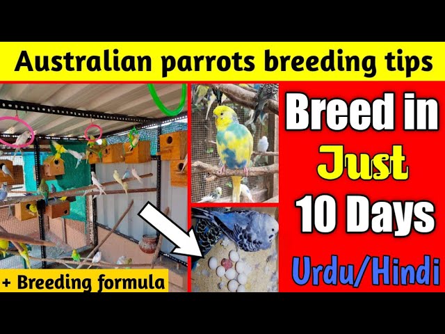 Australian Parrots Breeding