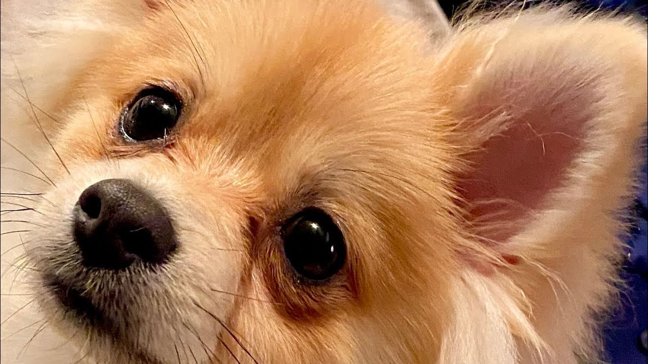 March Madness Dog Vlog with our Pomeranian and Italian Greyhound - YouTube