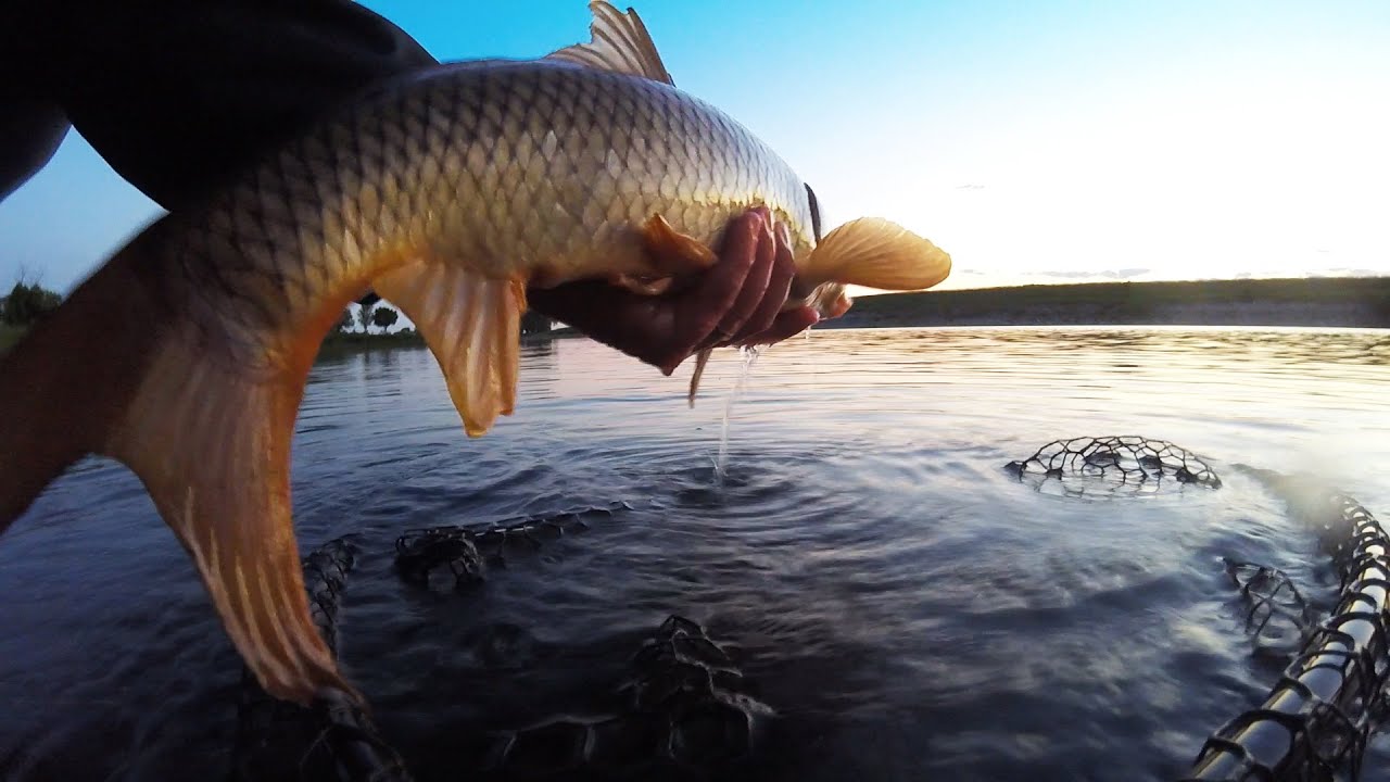 Catching Fish was Not the Main Objective (Carp Fishing) - YouTube