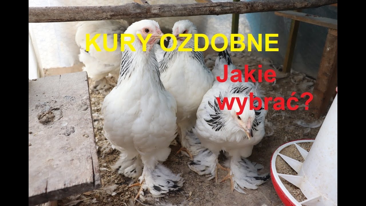 Odcinek 167 Jakie rasy kur ozdobnych wybrać? Poradnik dla ...
