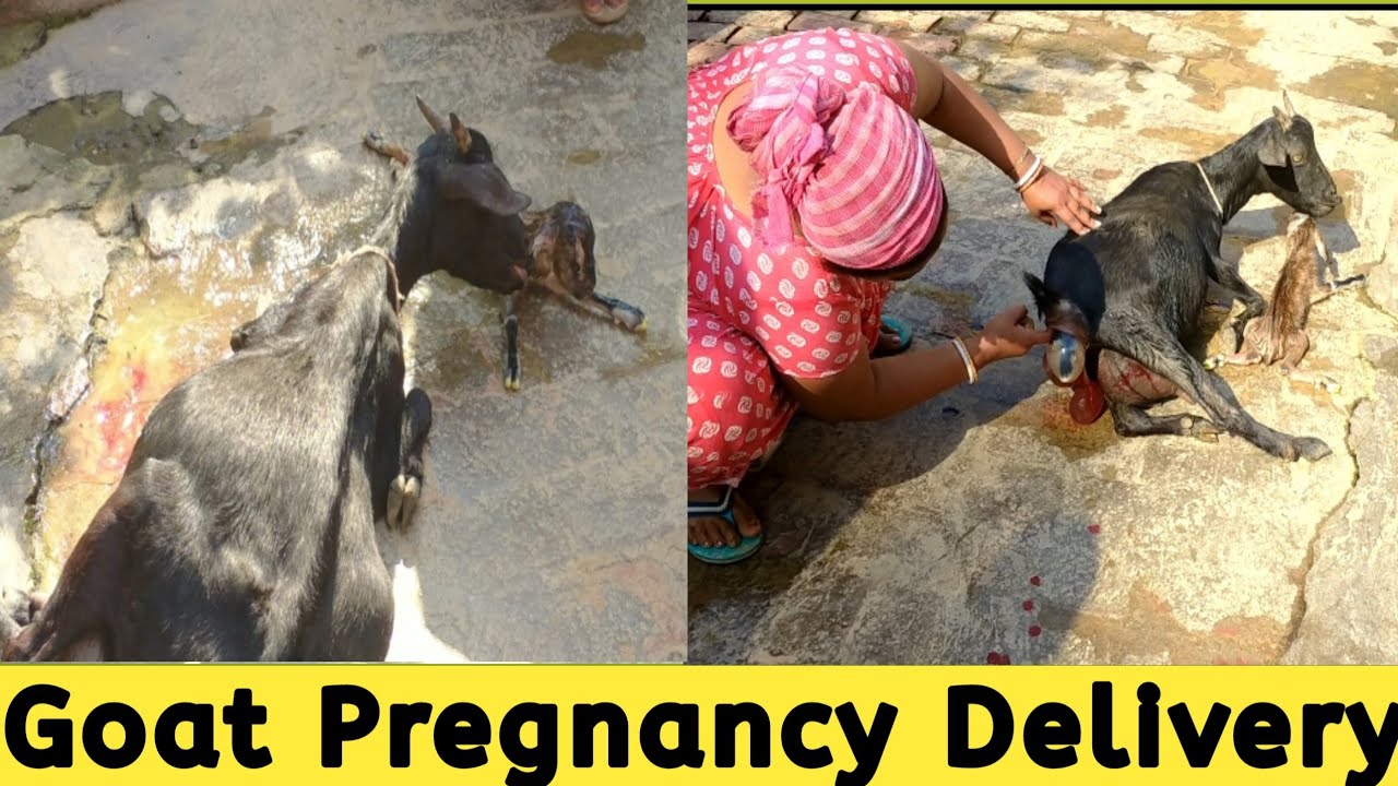 Goat Giving Birth To Baby Goat. Amazing Village Goat Giving "BIRTH"😱😱 ...