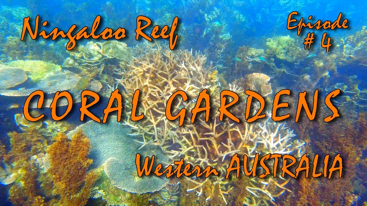 Coral Gardens of Ningaloo Reef. Coral Bay, Western Australia. Episode ...