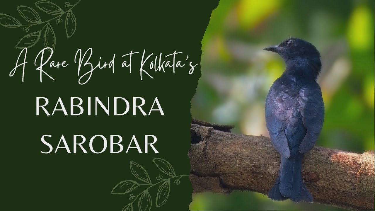Weekend Birding at Kolkata | A Rare Bird at Rabindra Sarobar, Kolkata ...