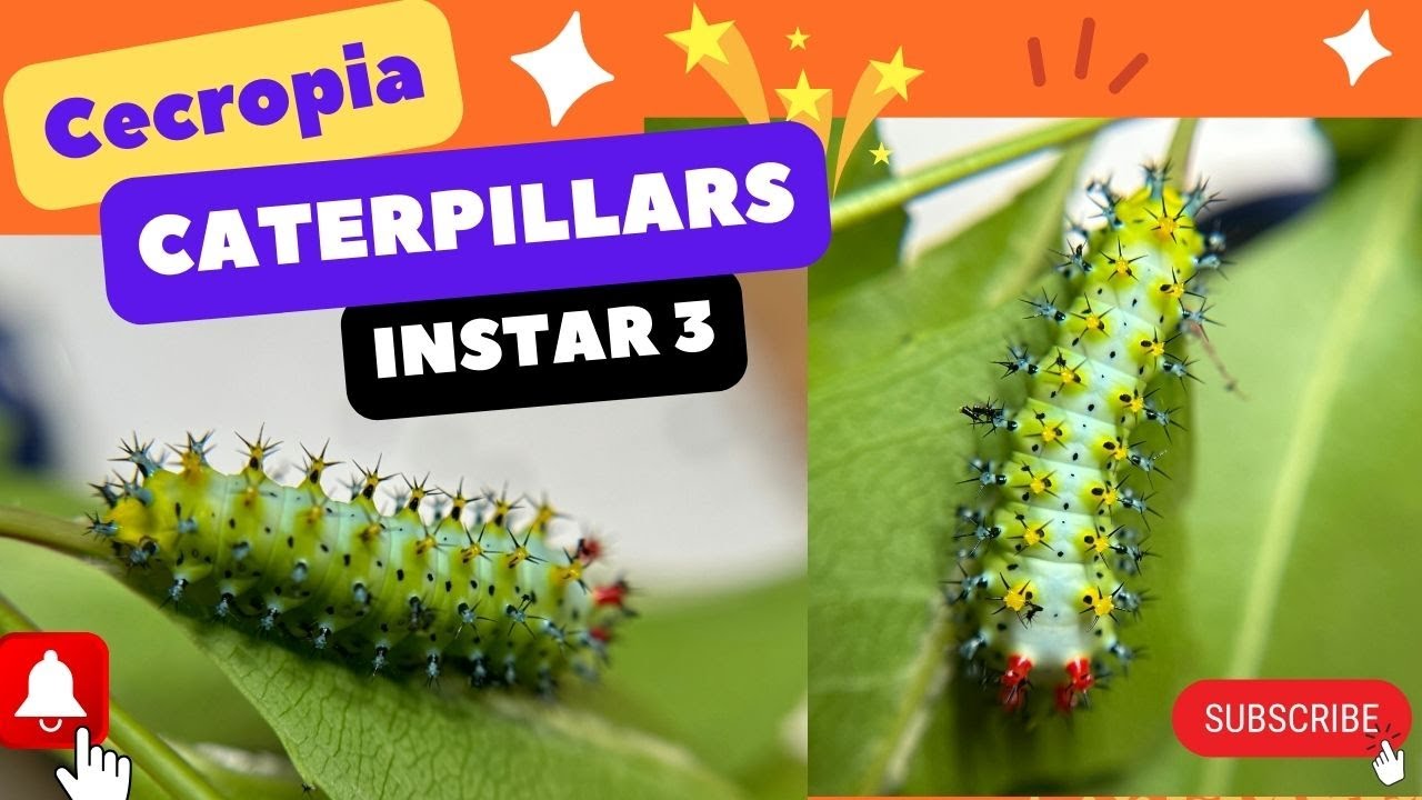 Hyalophora Cecropia caterpillars instar 3 - YouTube