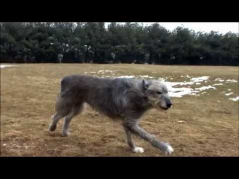 Dog Breeds - Irish Wolfhound. Dogs 101 Animal Planet