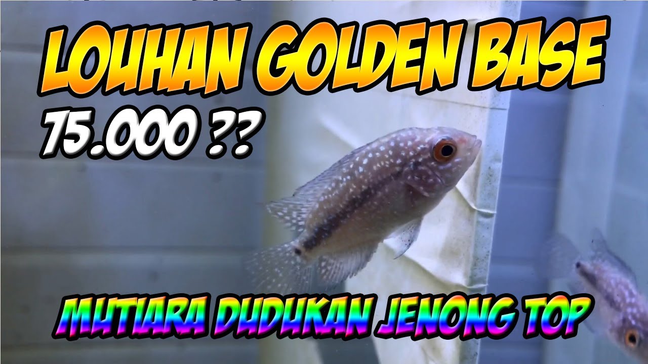 FLASH SALE dibawah 75.000 !! IKAN LOUHAN GOLDEN BASE KAMFA MURAH MERIAH ...