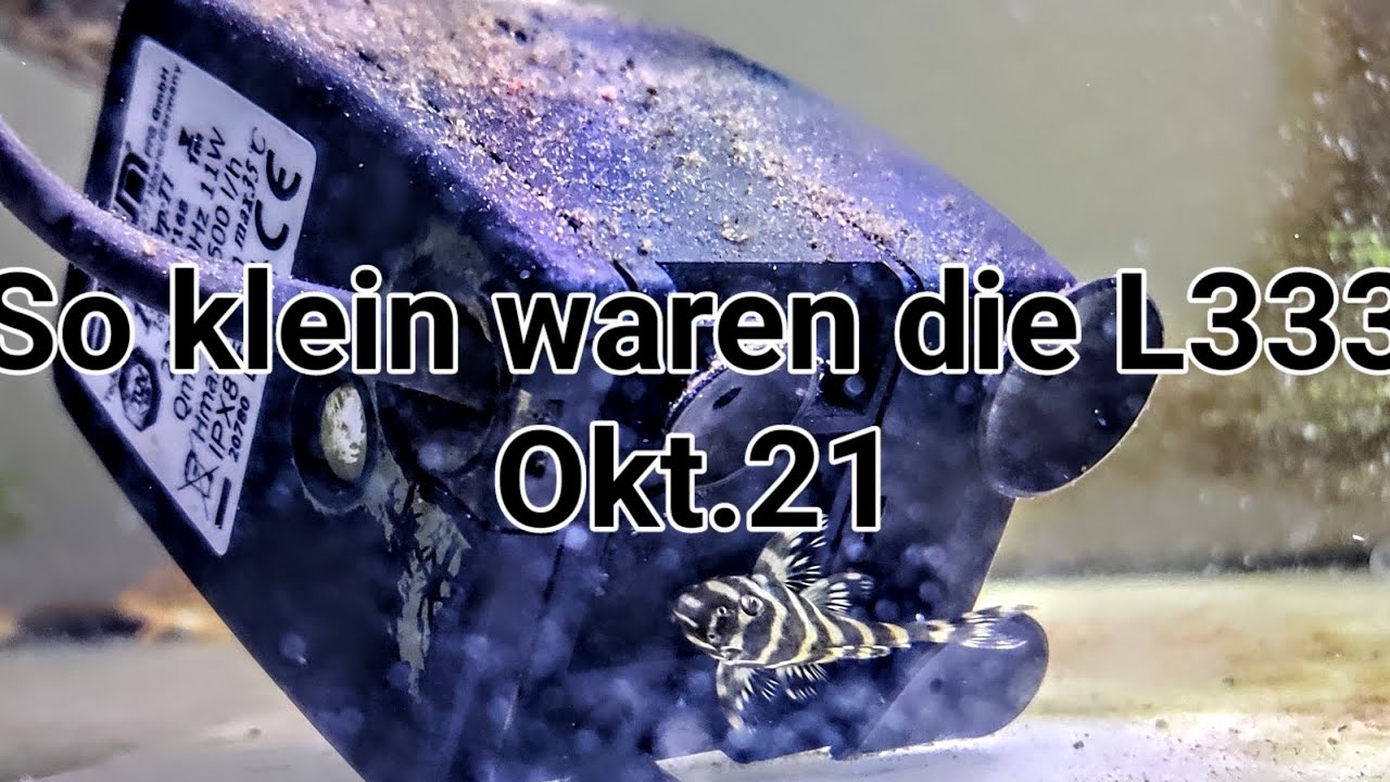 L333 endlich mal im Detail - YouTube