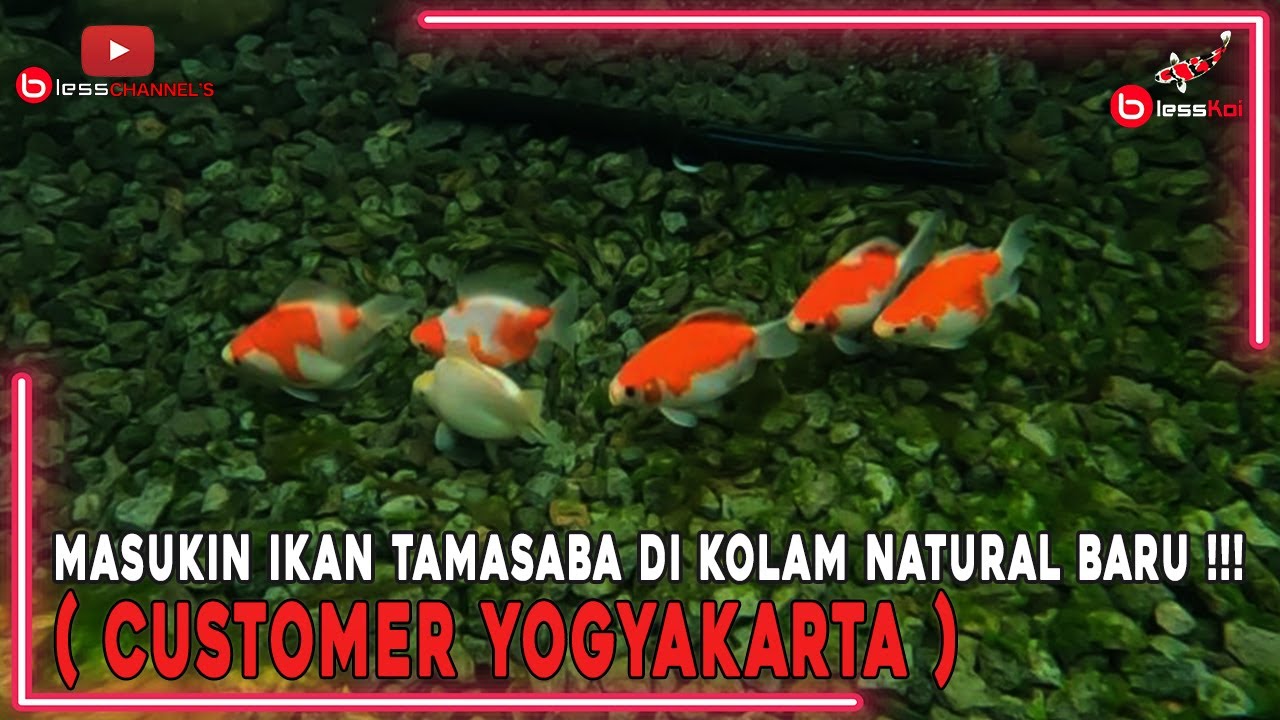 MASUKIN IKAN TAMASABA DI KOLAM NATURAL BARU ( CUSTOMER YOGYAKARTA ...