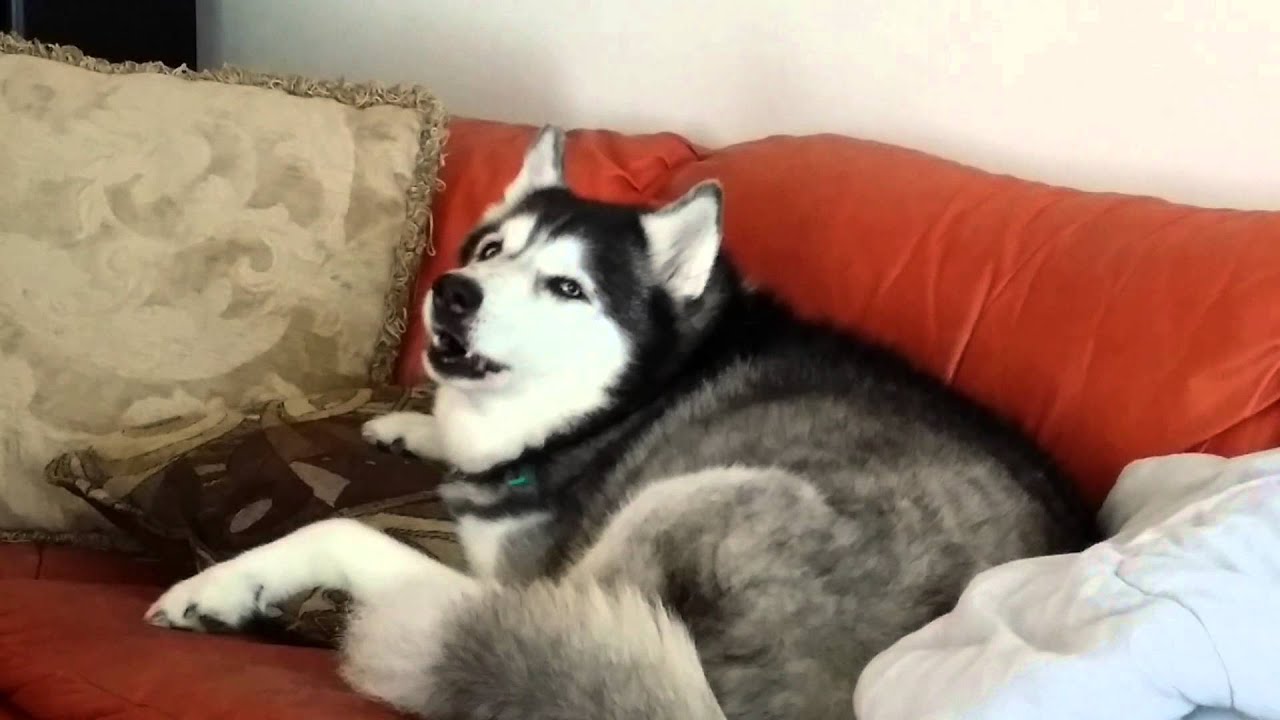 Husky Malamute Mix - Denali howling - YouTube