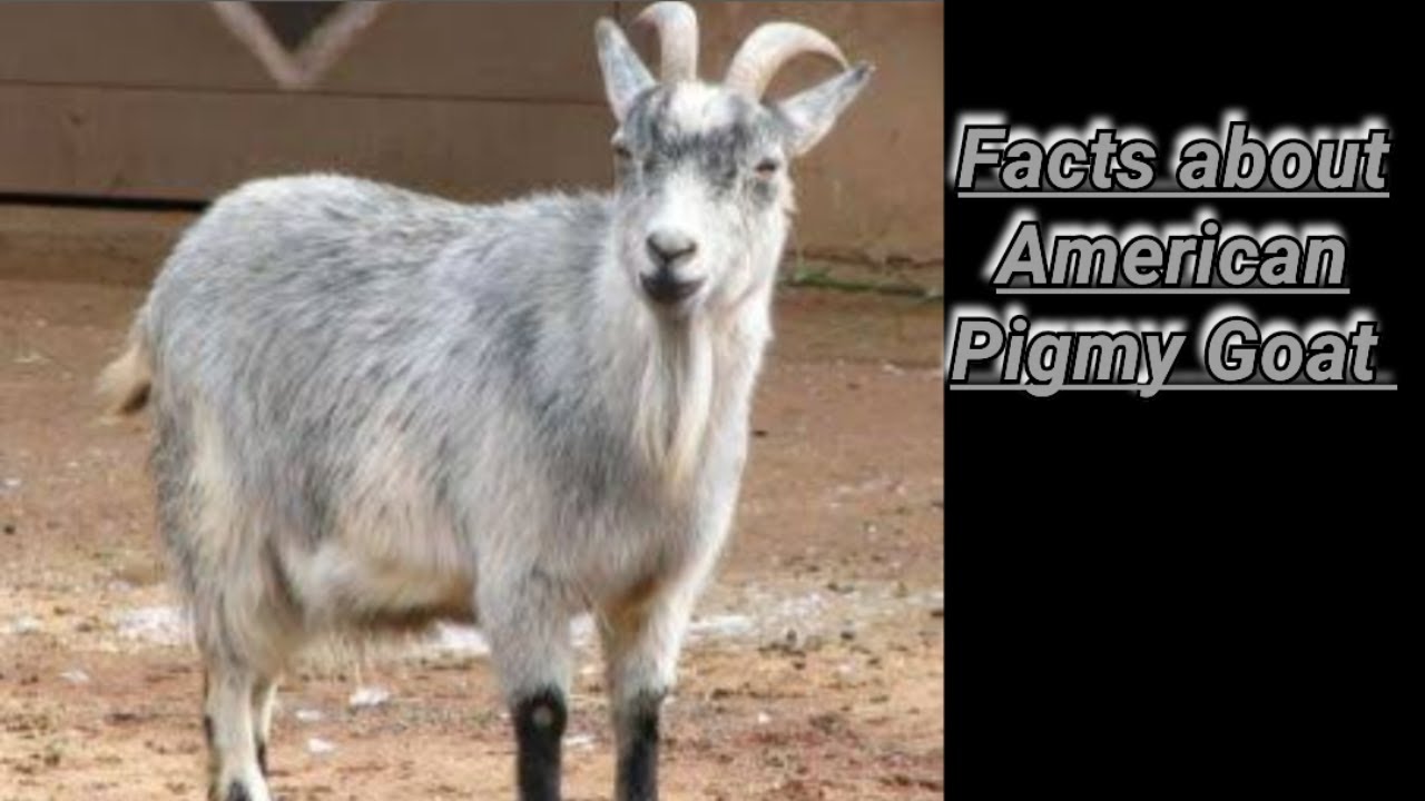 Facts about American Pigmy Goats 🐐🐐 - YouTube