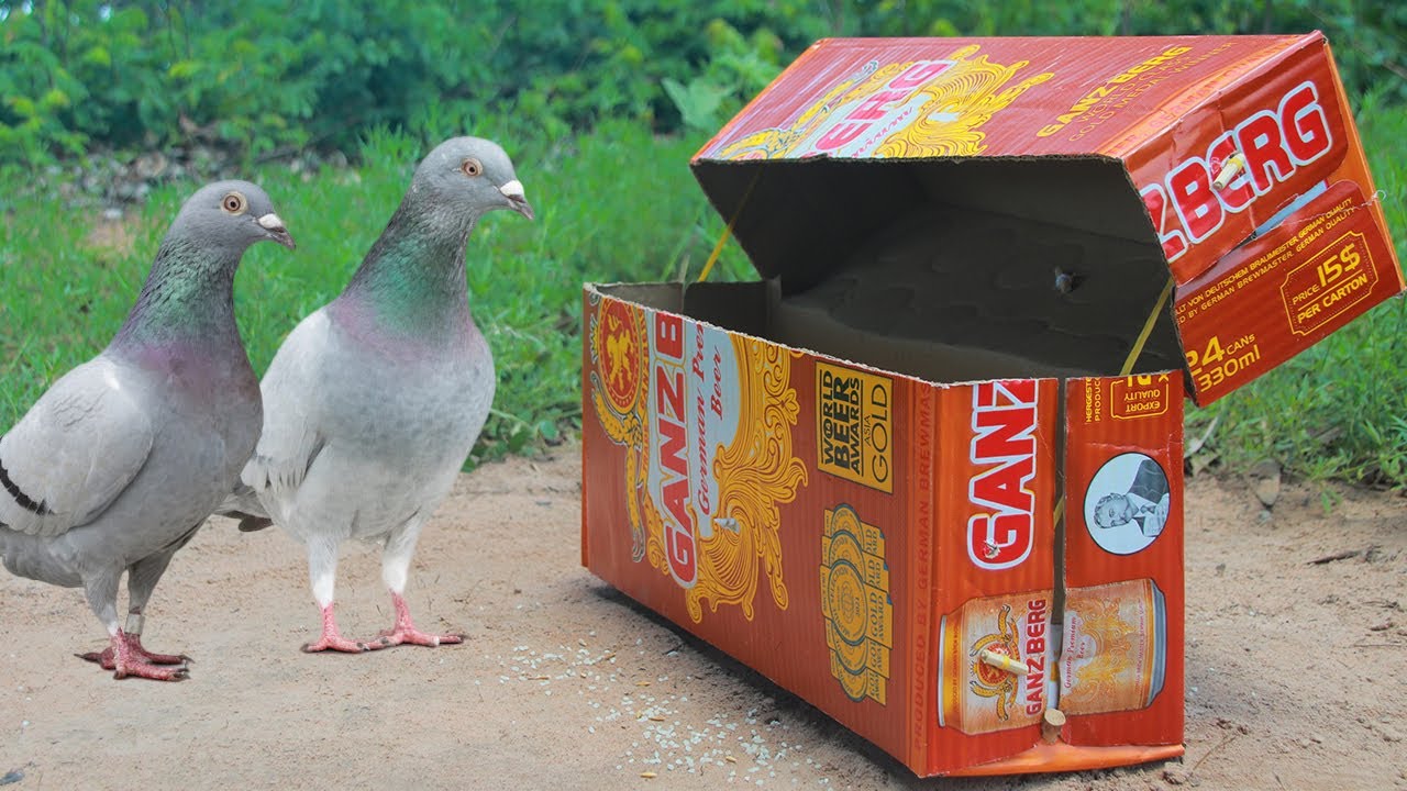 Best Quick Bird Trap Using Cardboard Box - How To Make Bird Trap - YouTube
